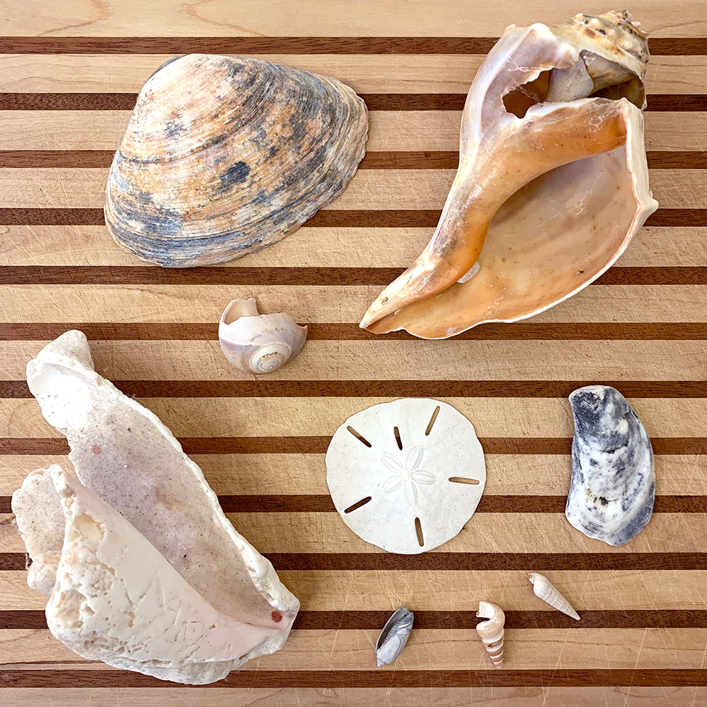 behind the scenes: Shoreline Shells quilt - whole circle studio