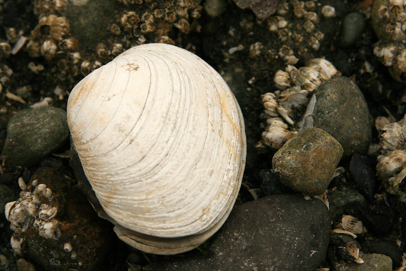 Shoreline Shells BOM Block 2: clam shell - whole circle studio