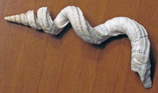 Shoreline Shells BOM Block 9: worm shell - whole circle studio